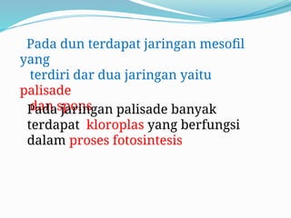 KD 2.2.pptx struktur dan fungsi jaringan tumbuhan | PPTX