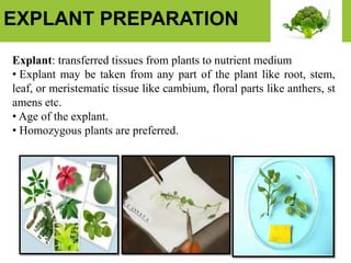 Plant Tissue Culture | PDF