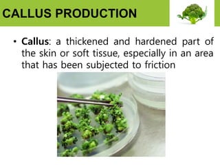 Plant Tissue Culture | PDF