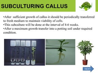 Plant Tissue Culture | PDF