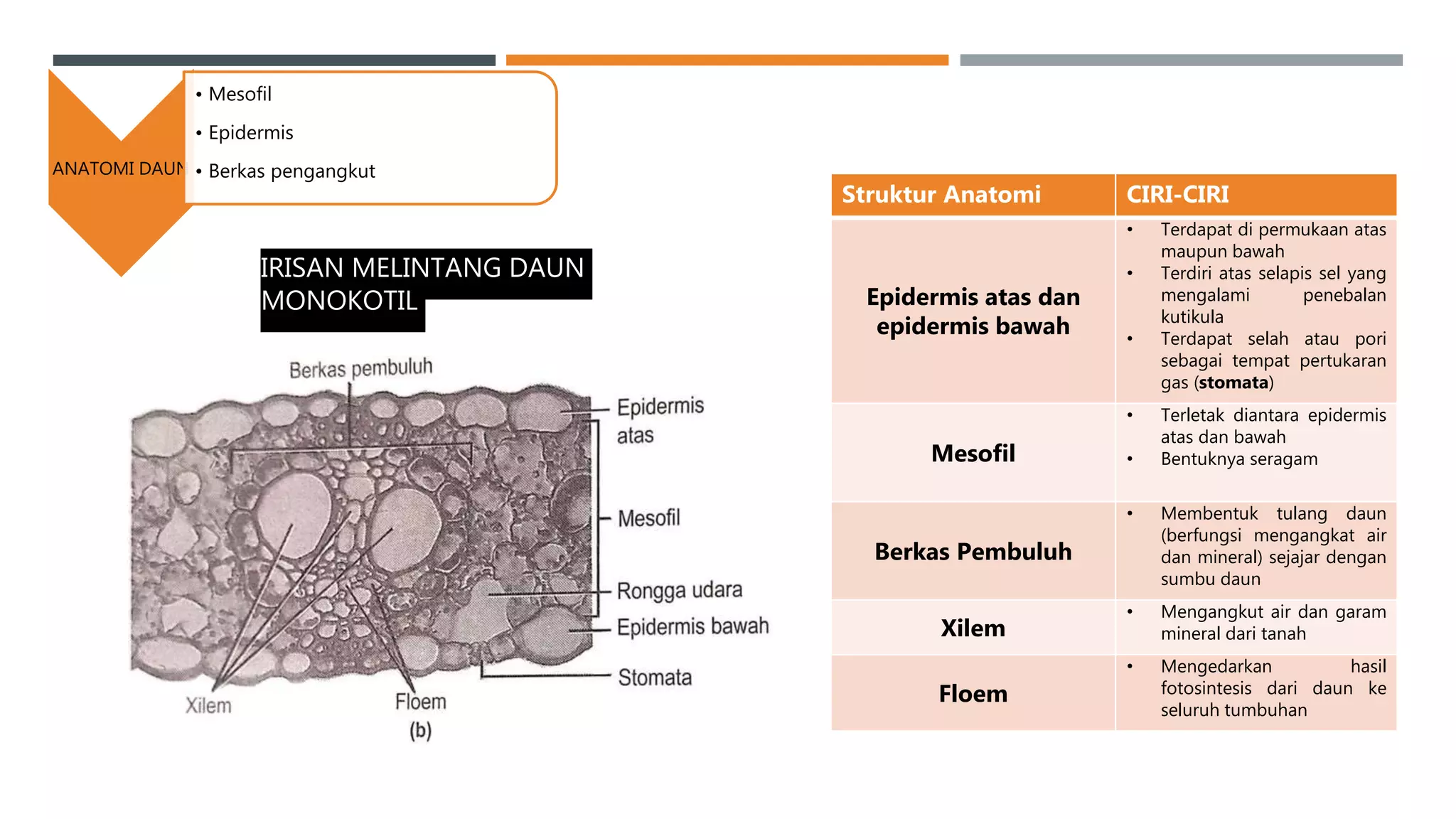 KD 3.4 STRUKTUR DAN FUNGSI JARINGAN TUMBUHAN.pptx