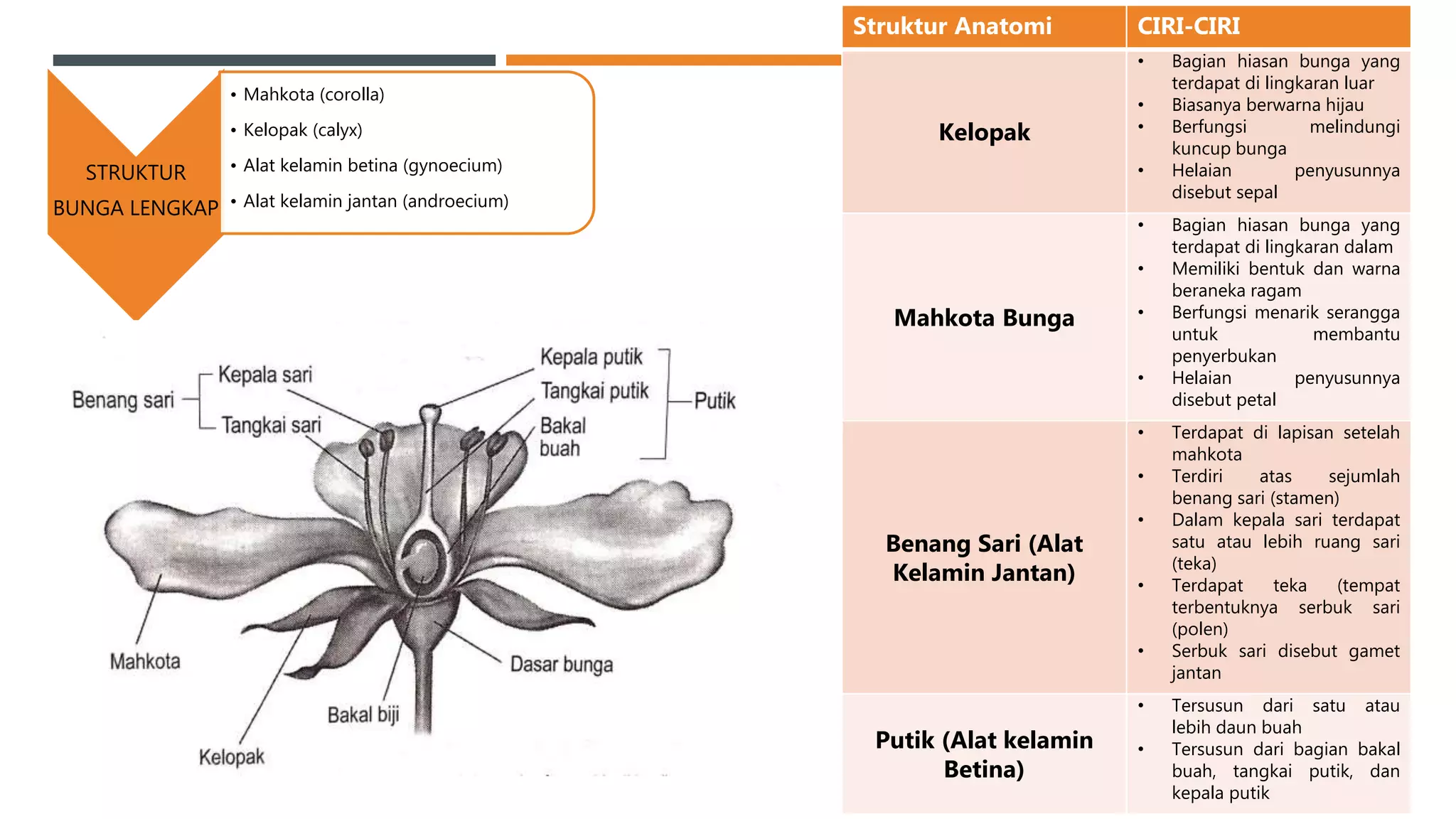 KD 3.4 STRUKTUR DAN FUNGSI JARINGAN TUMBUHAN.pptx