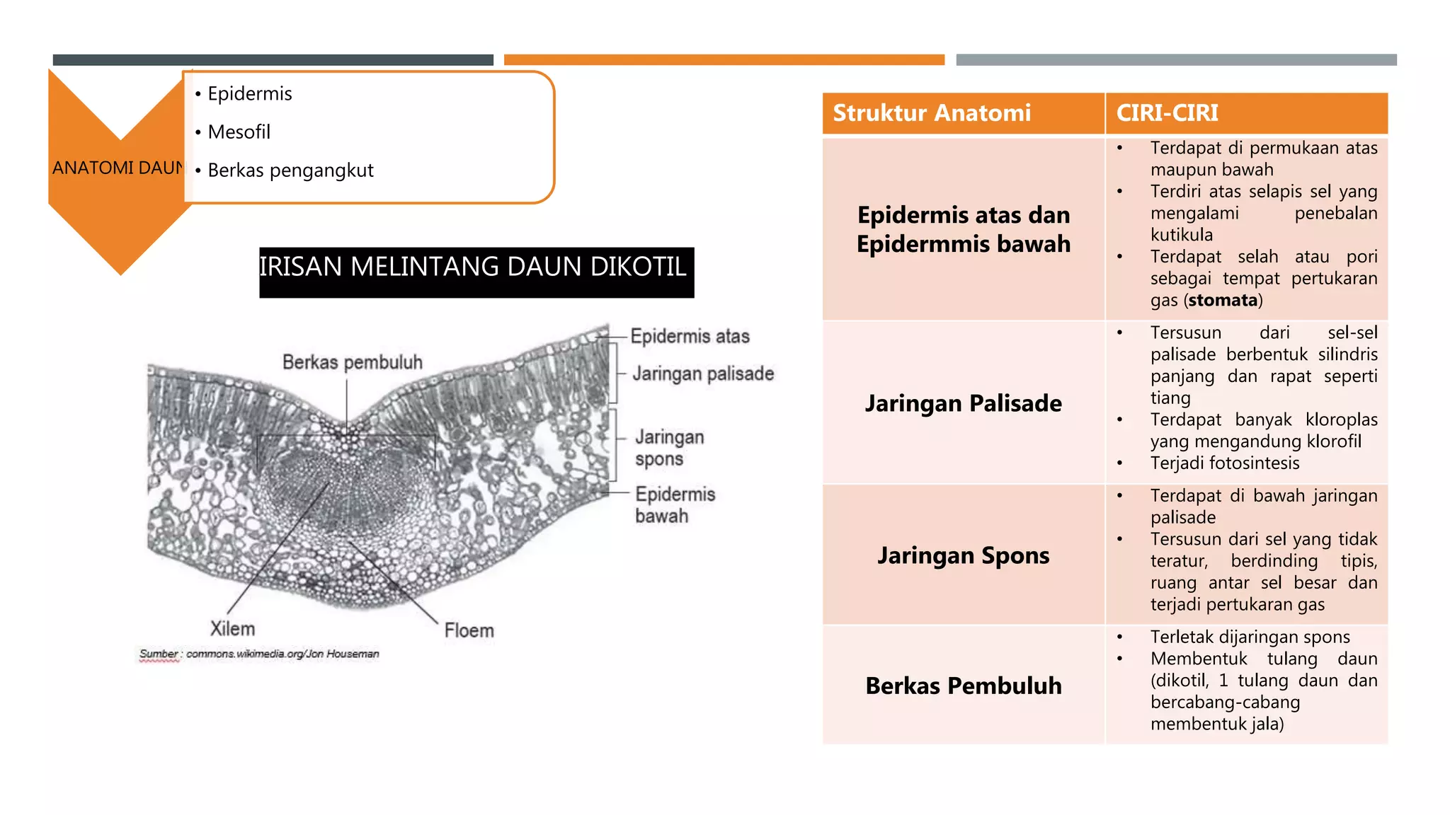 KD 3.4 STRUKTUR DAN FUNGSI JARINGAN TUMBUHAN.pptx