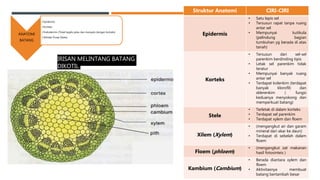 KD 3.4 STRUKTUR DAN FUNGSI JARINGAN TUMBUHAN.pptx