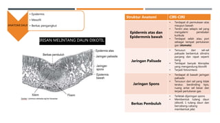 KD 3.4 STRUKTUR DAN FUNGSI JARINGAN TUMBUHAN.pptx