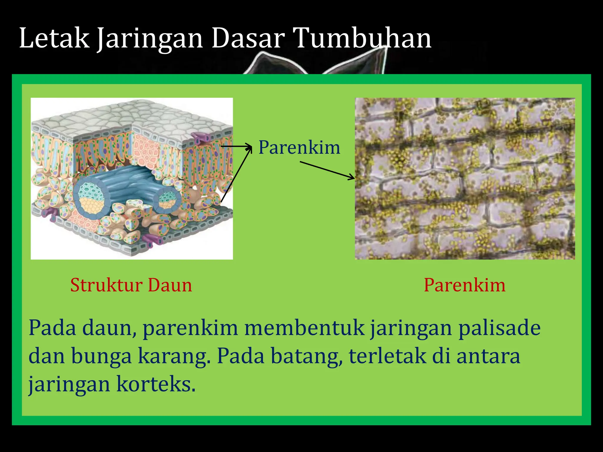 KD 3.3 Struktur dan Fungsi Jaringan Tumbuhan.pptx