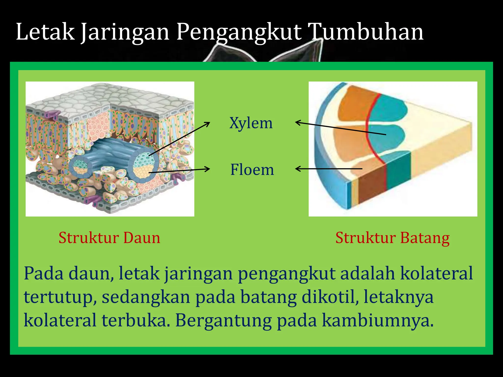 KD 3.3 Struktur dan Fungsi Jaringan Tumbuhan.pptx