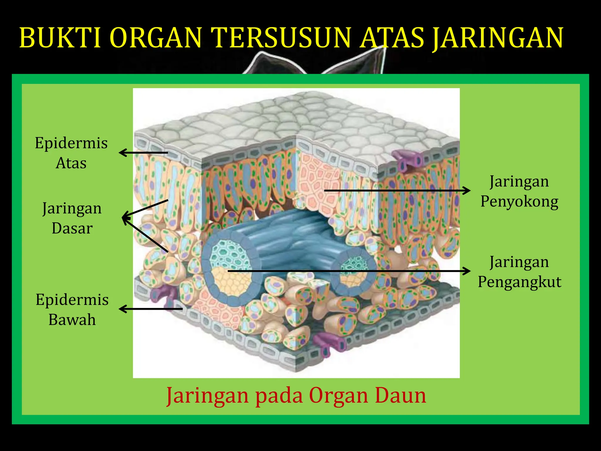 KD 3.3 Struktur dan Fungsi Jaringan Tumbuhan.pptx