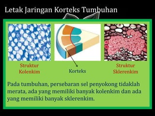 KD 3.3 Struktur dan Fungsi Jaringan Tumbuhan.pptx