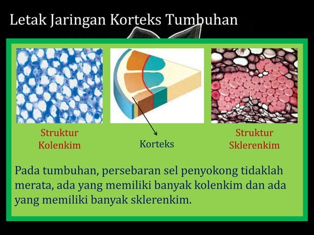 KD 3.3 Struktur dan Fungsi Jaringan Tumbuhan.pptx