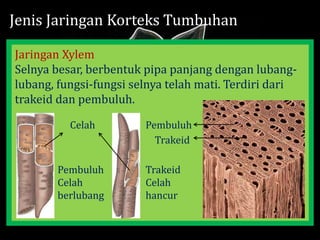 KD 3.3 Struktur dan Fungsi Jaringan Tumbuhan.pptx