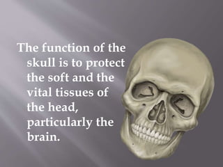 Vital Skull