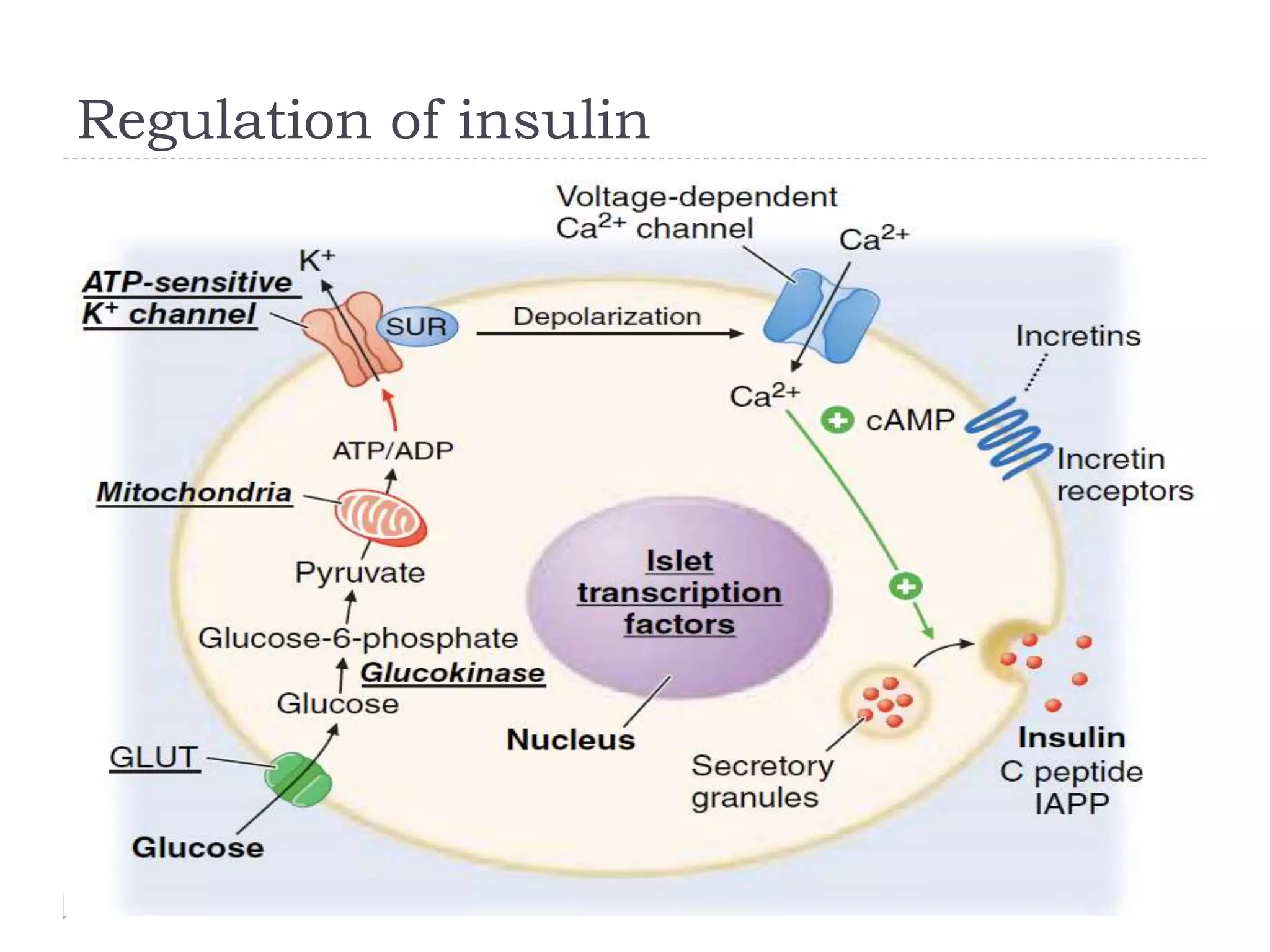 insulin_and_insulin_analogues.pptx