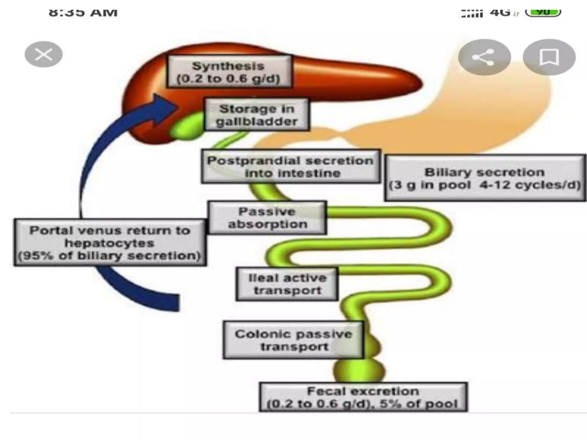 PPT 13 DR.RAO Kd end game ALL CYCLES OF BIOCHEMISTRY | PPTX | Chemistry ...