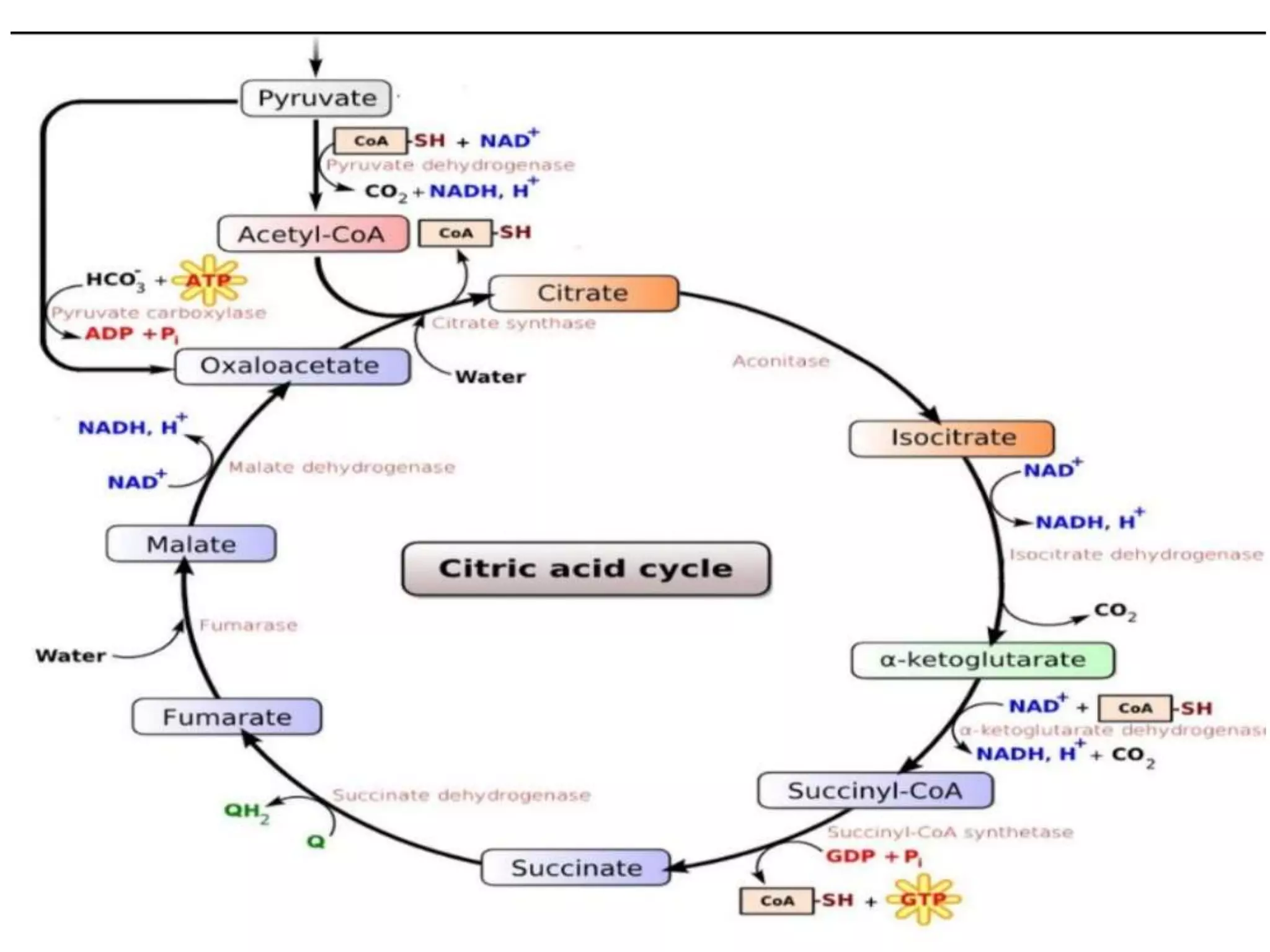 PPT 13 DR.RAO Kd end game ALL CYCLES OF BIOCHEMISTRY | PPTX | Chemistry ...