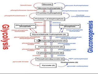 PPT 13 DR.RAO Kd end game ALL CYCLES OF BIOCHEMISTRY | PPT