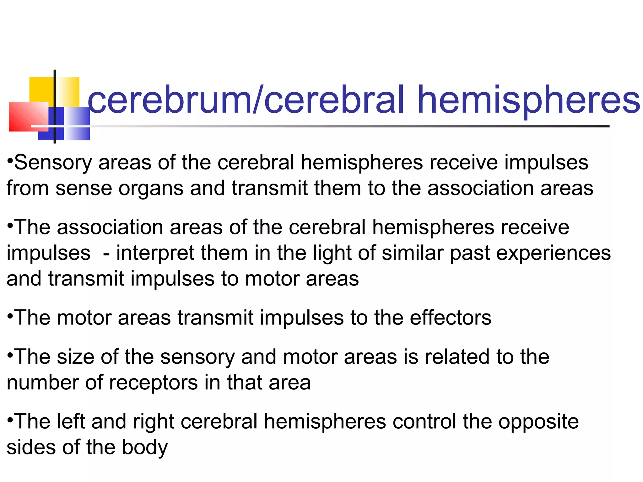 The anatomy of brain & cerebral hemispheres | PPT