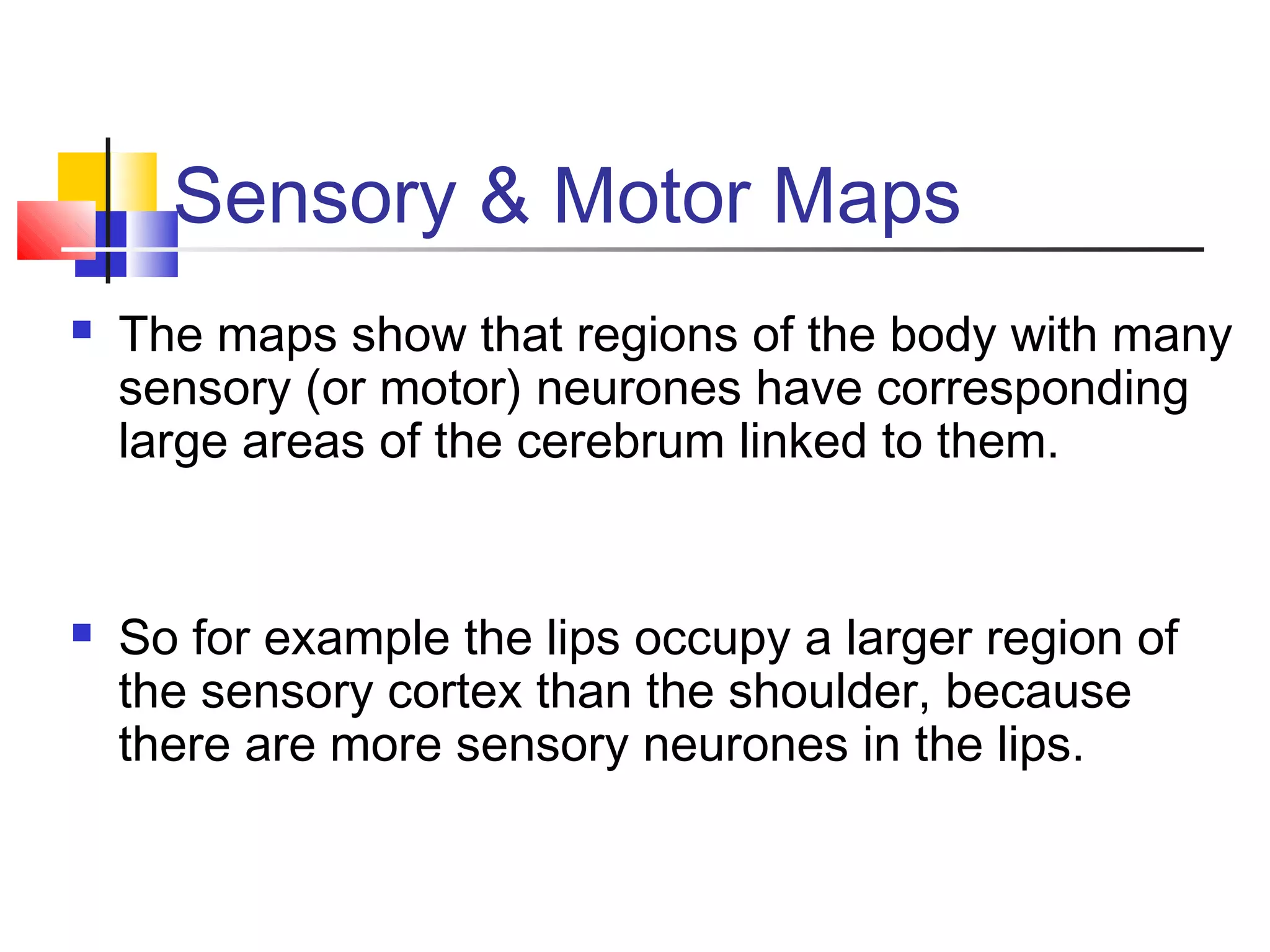 The anatomy of brain & cerebral hemispheres | PPT