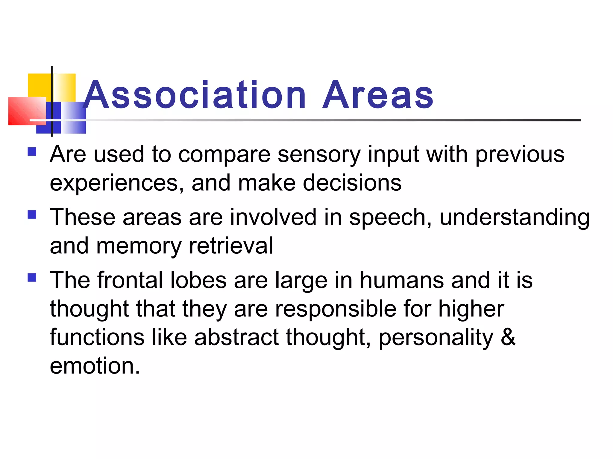 The anatomy of brain & cerebral hemispheres | PPT