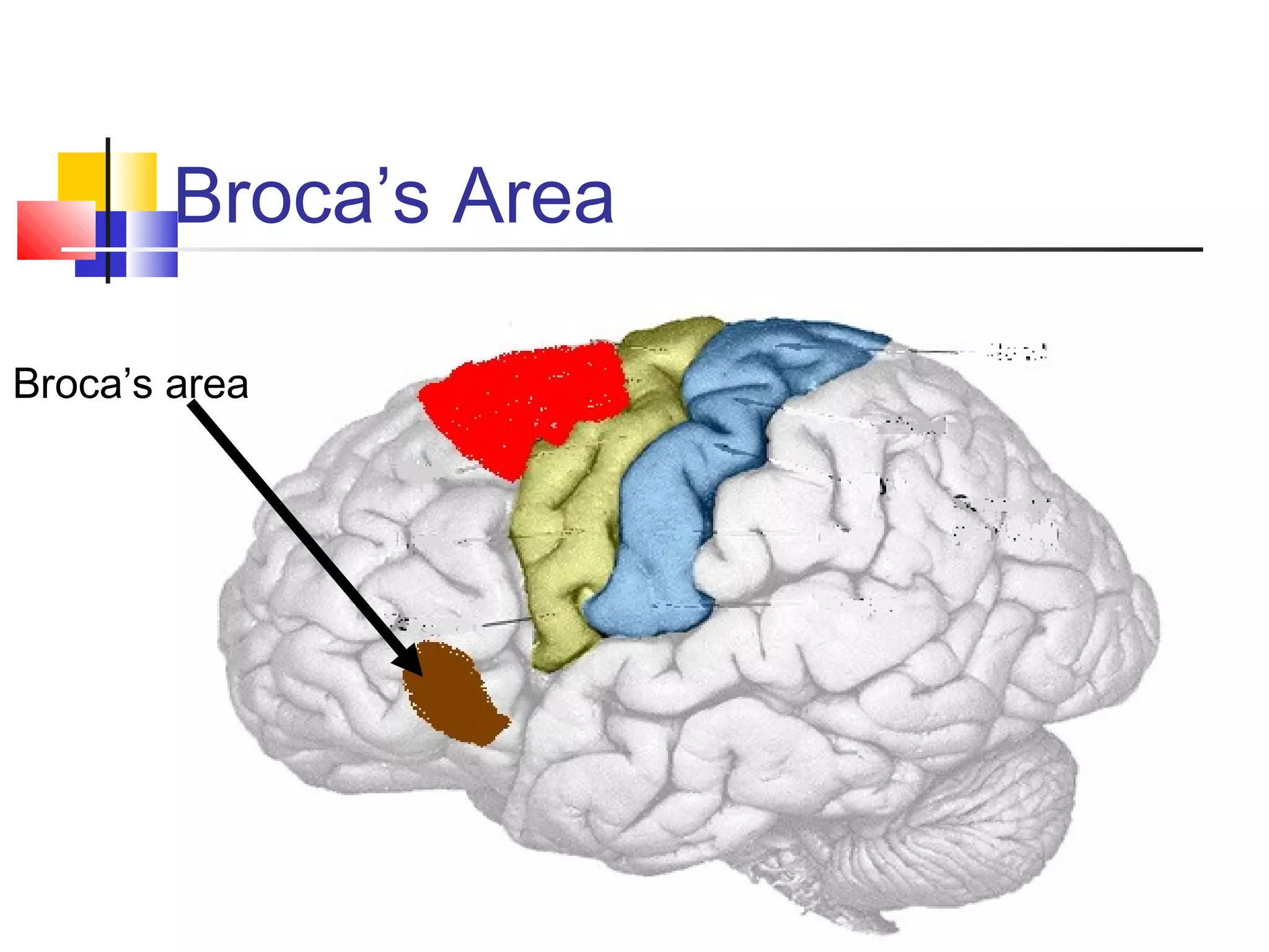 The anatomy of brain & cerebral hemispheres | PPT