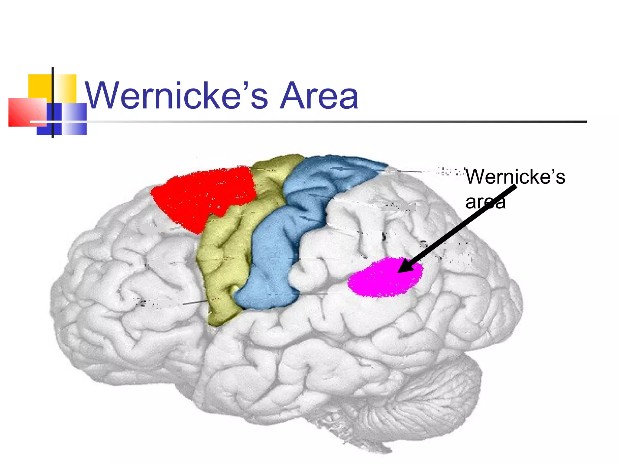 The anatomy of brain & cerebral hemispheres | PPT