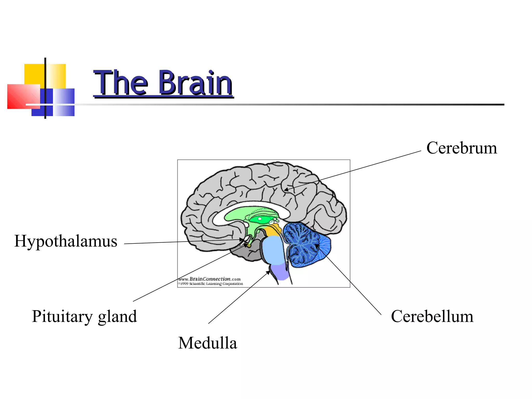 The anatomy of brain & cerebral hemispheres | PPT