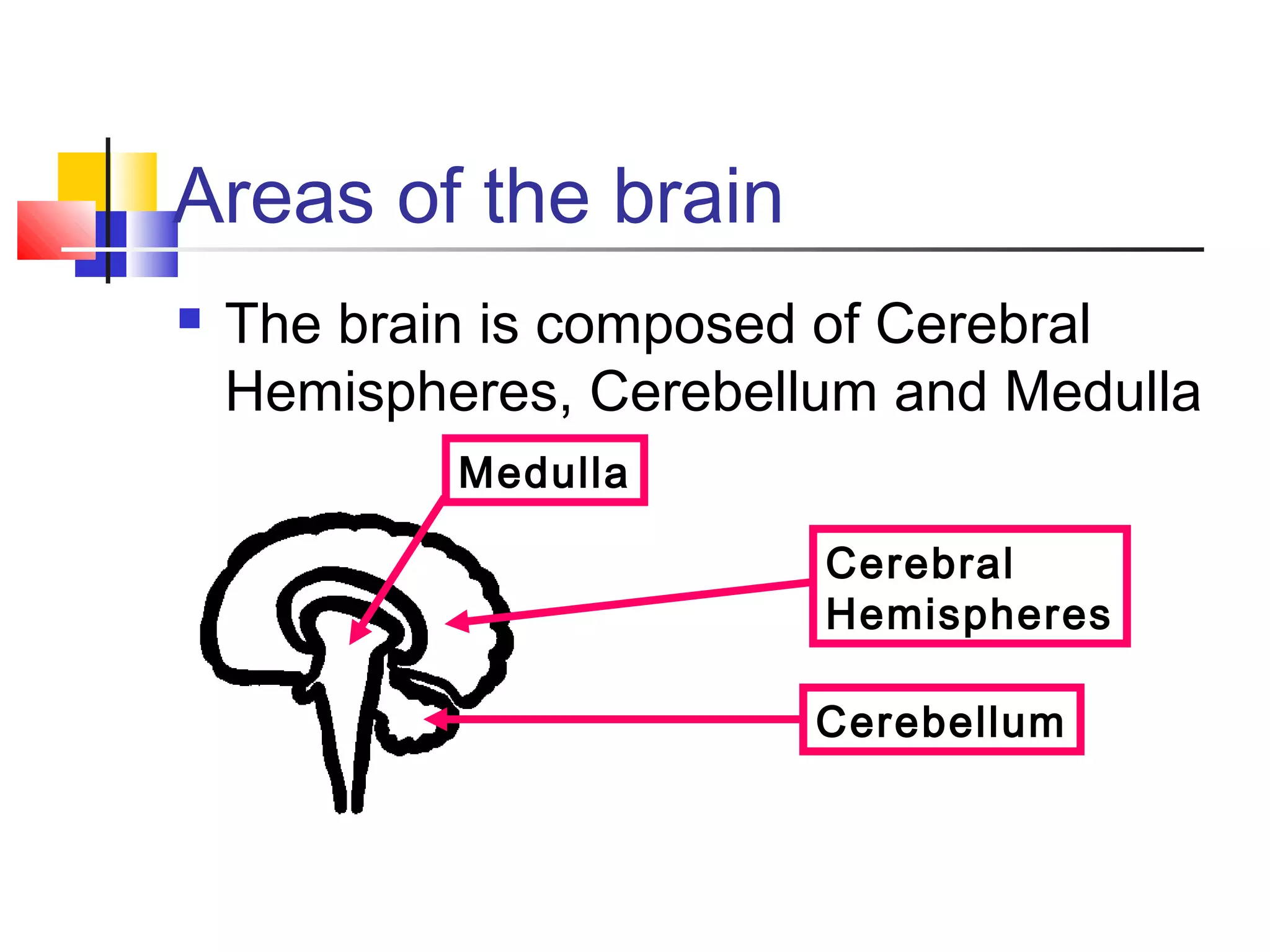 The anatomy of brain & cerebral hemispheres | PPT