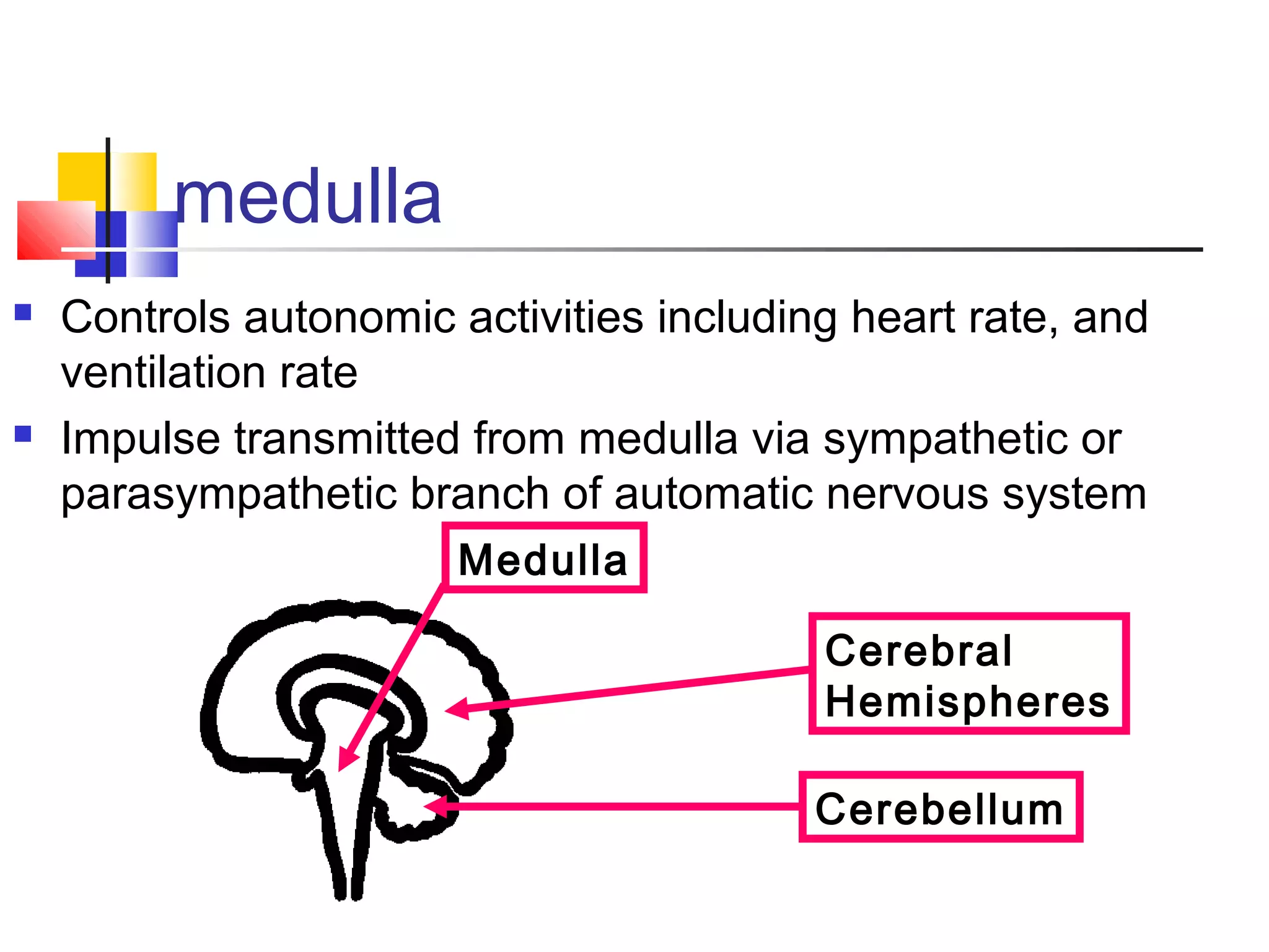 The anatomy of brain & cerebral hemispheres | PPT
