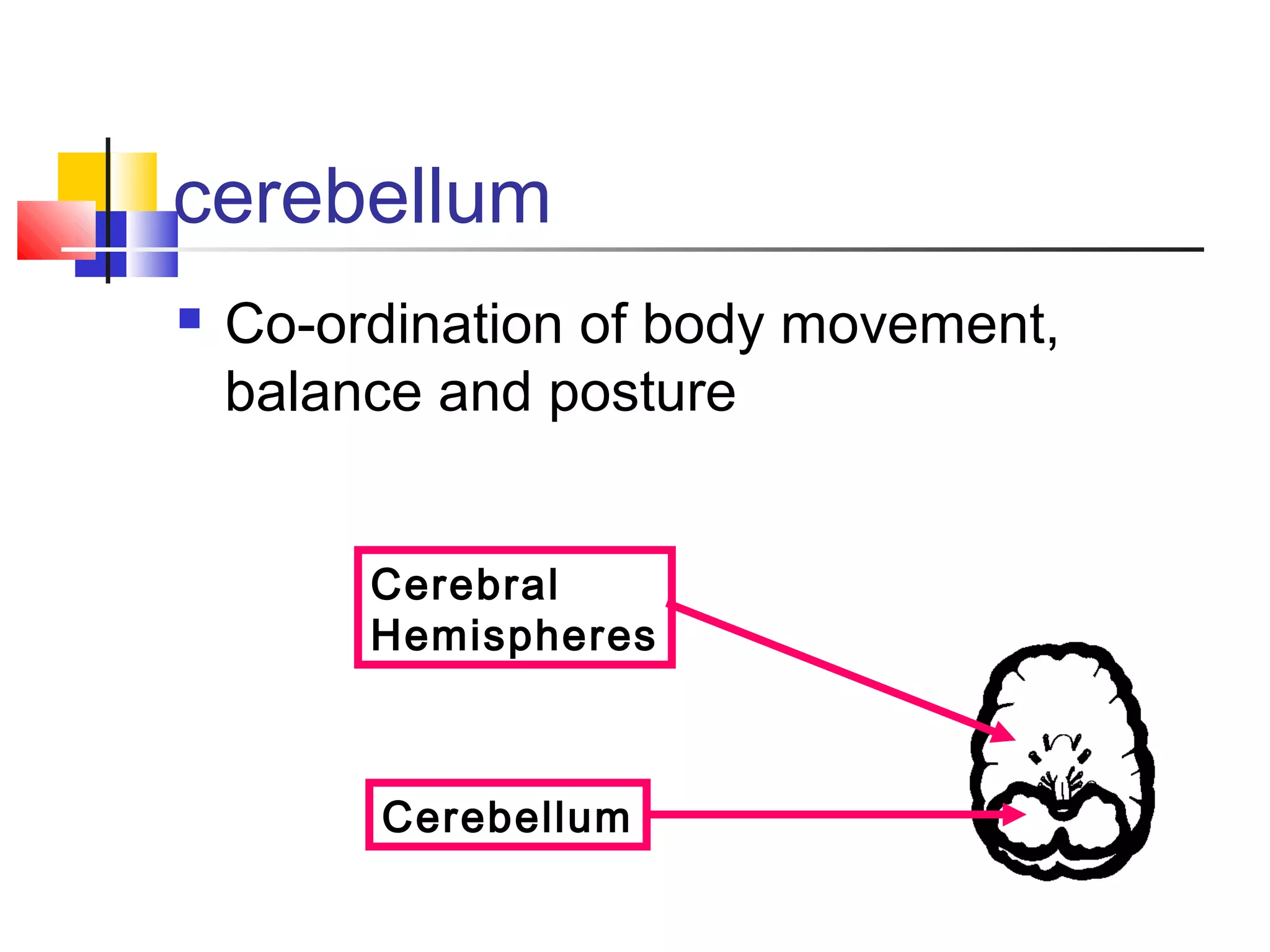 The anatomy of brain & cerebral hemispheres | PPT