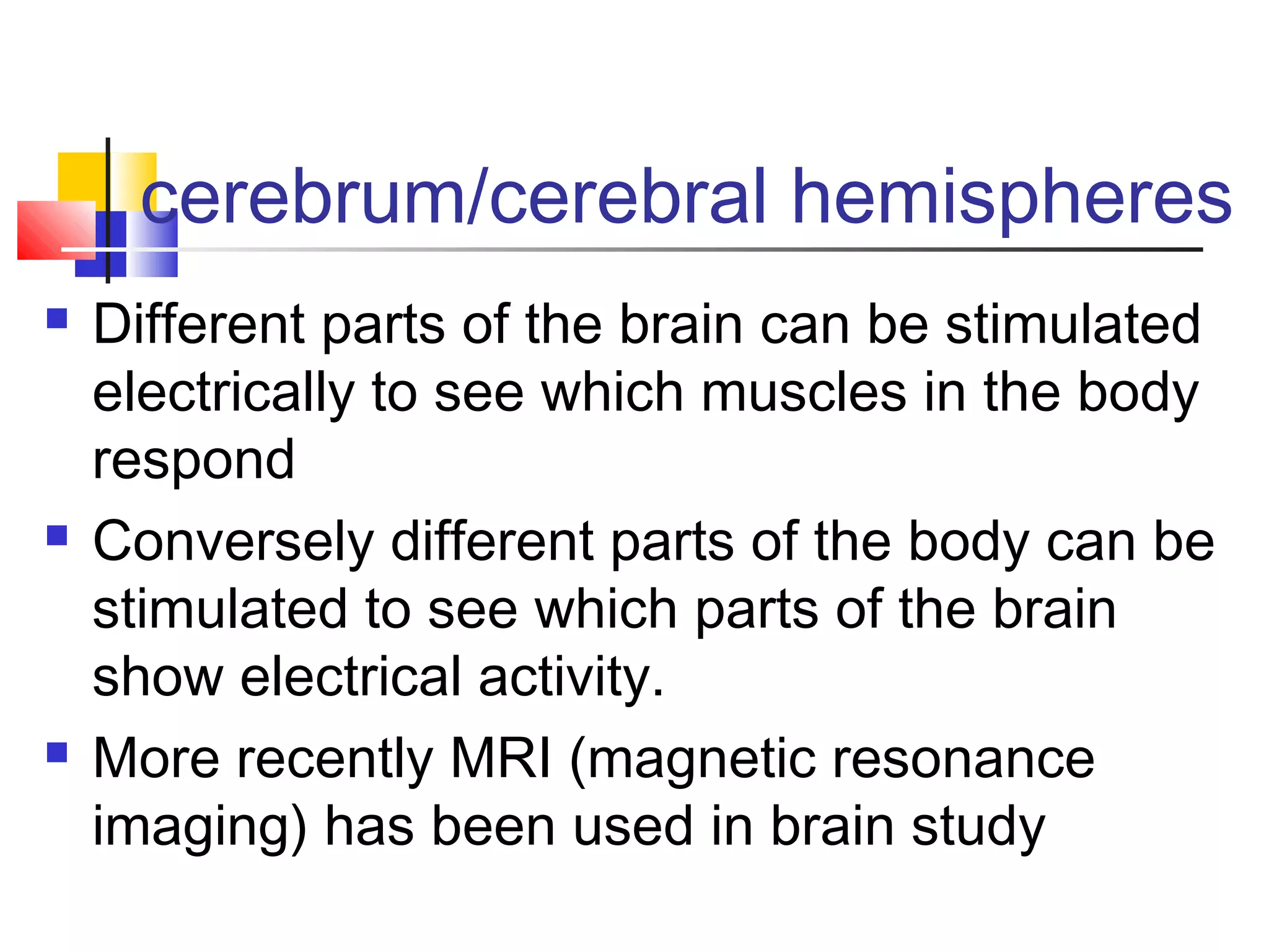 The anatomy of brain & cerebral hemispheres | PPT
