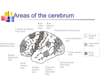 The anatomy of brain & cerebral hemispheres | PPT