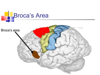The anatomy of brain & cerebral hemispheres | PPT