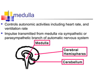 The anatomy of brain & cerebral hemispheres | PPT