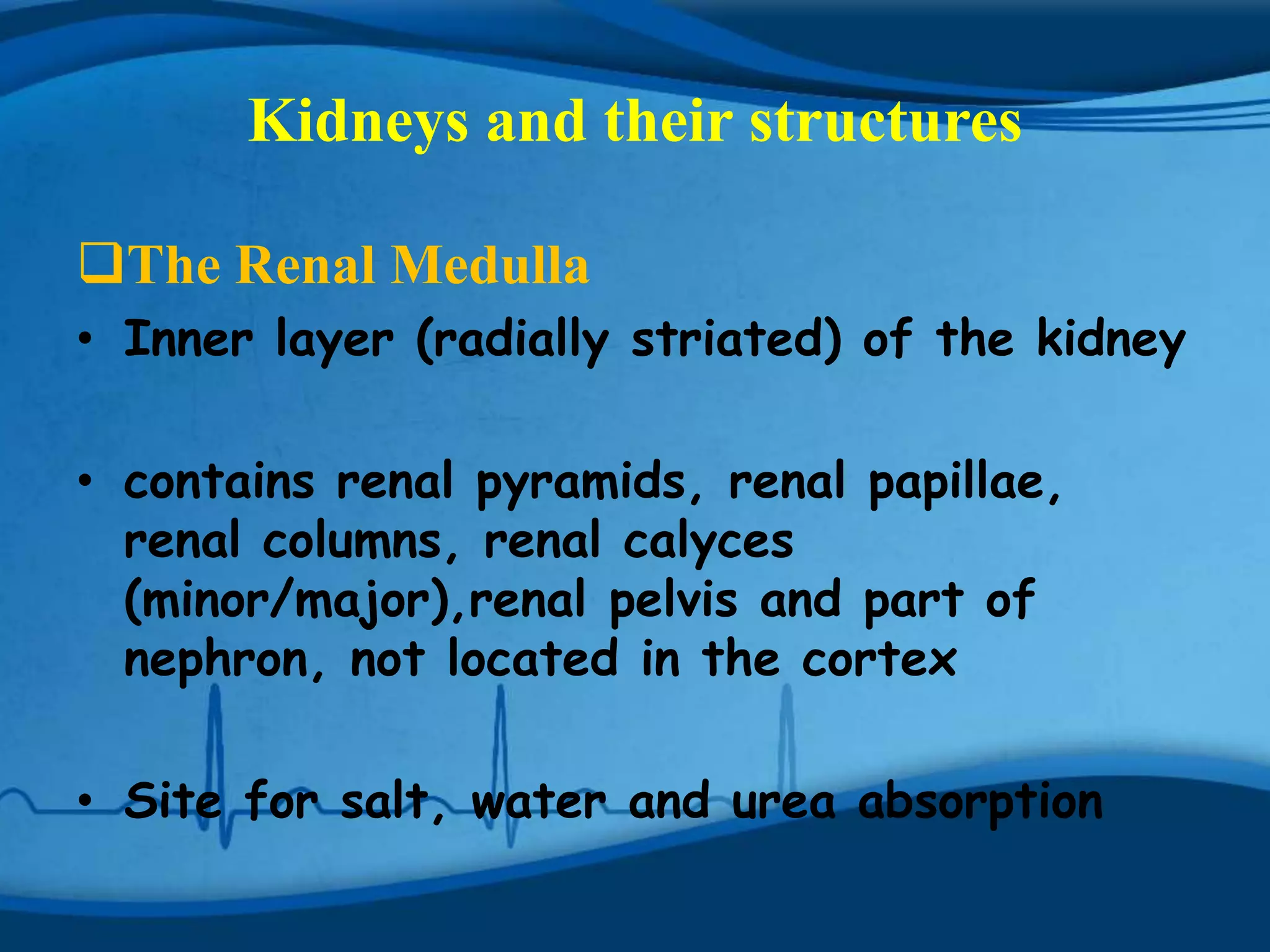 Kidney anatomy, physiology and disorders | PPTX