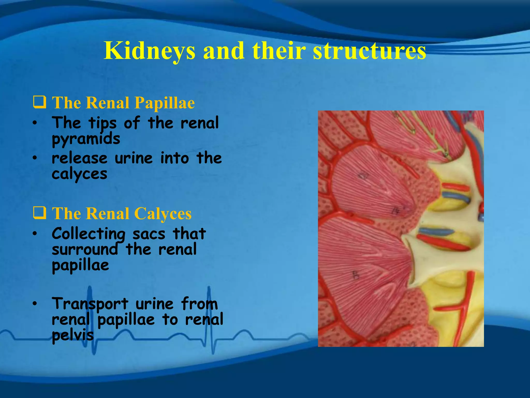 Kidney anatomy, physiology and disorders | PPTX