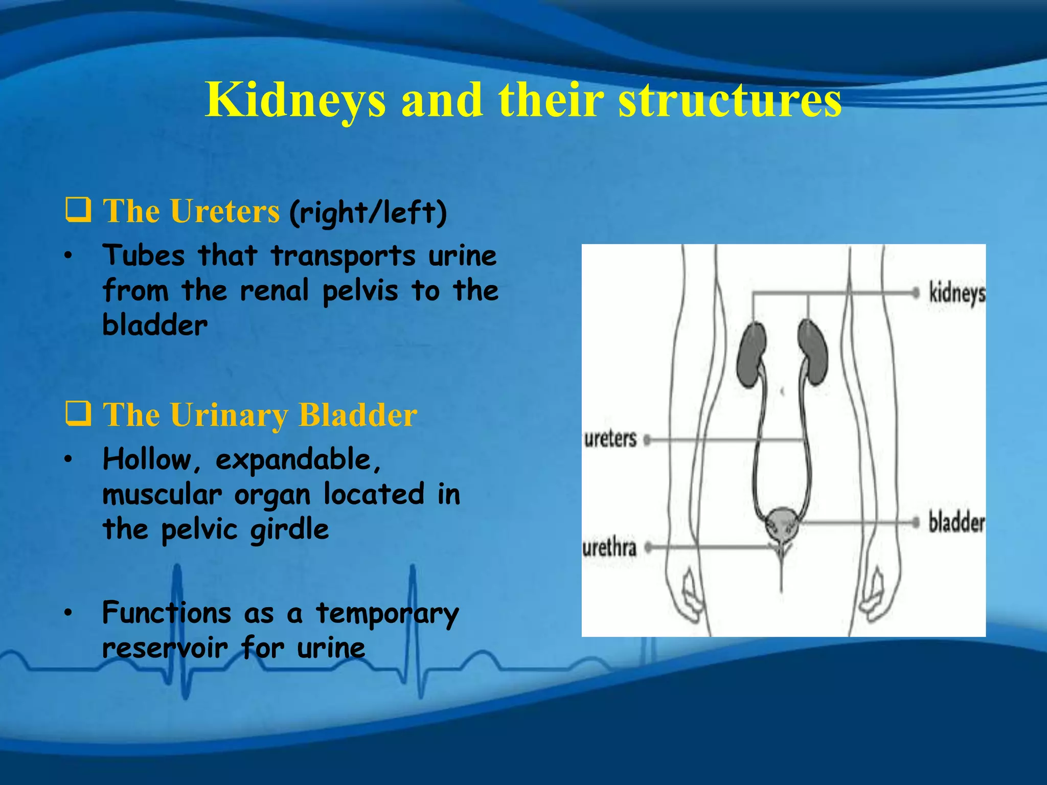 Kidney anatomy, physiology and disorders | PPTX