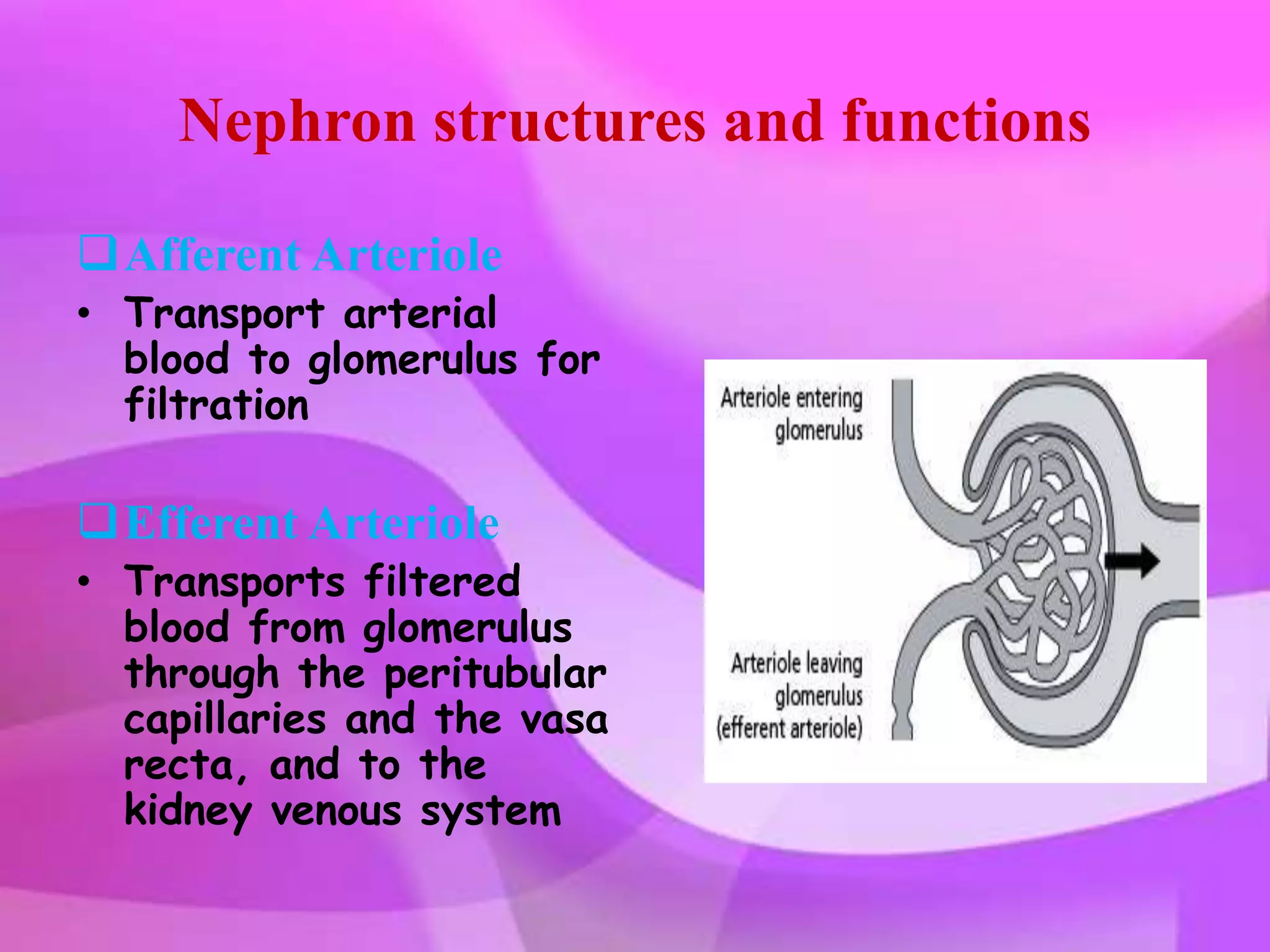 Kidney anatomy, physiology and disorders | PPTX
