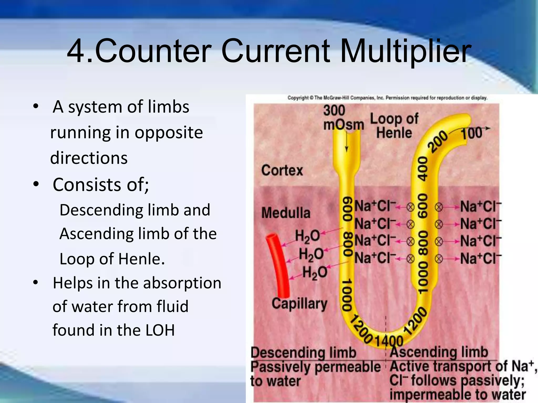 Kidney anatomy, physiology and disorders | PPTX