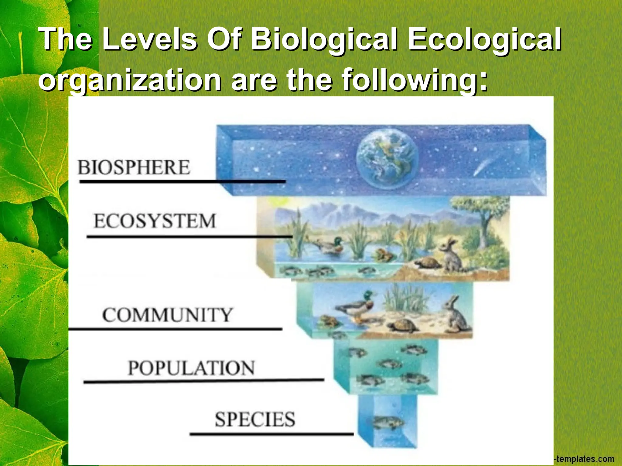 Levels of Ecological Organization_ SCIENCE | PPT