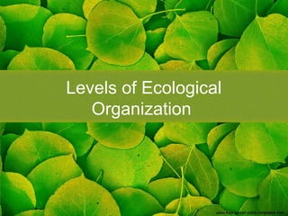 Levels of Ecological Organization_ SCIENCE | PPT