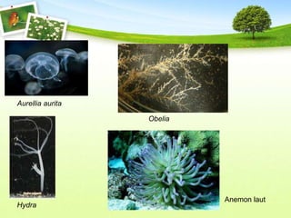 keanekaragaman-makhluk-hidup.ppt