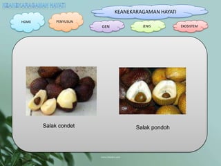 Keanekaragaman hayati tingkat gen, jenis, dan ekosistem | PPTX