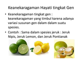 Keanekaragaman hayati tingkat gen, jenis, dan ekosistem | PPTX