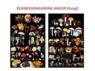 KEANEKARAGAMAN JAMUR.pptx