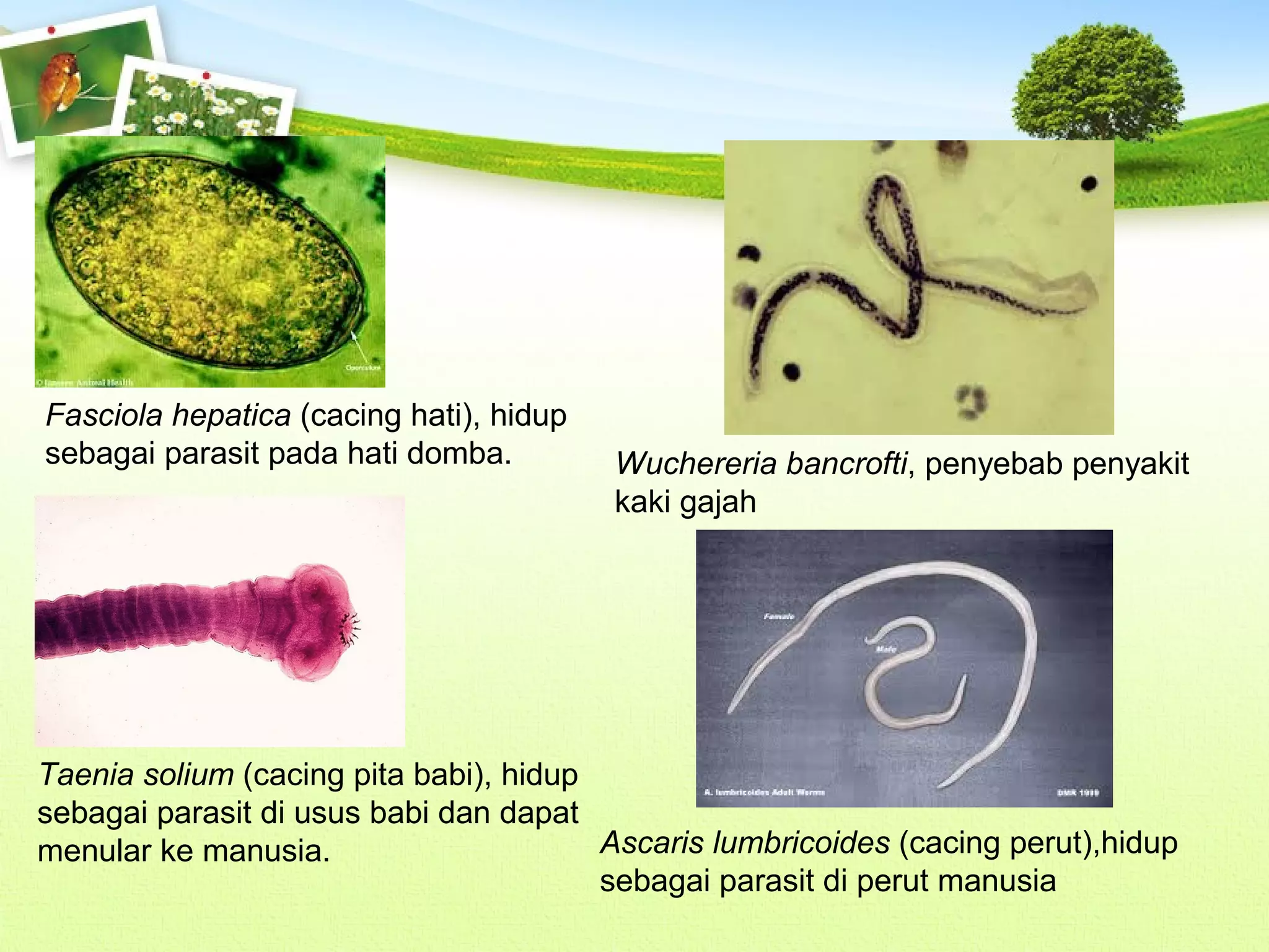 Keanekaragaman makhluk hidup kelas 7 | PPT