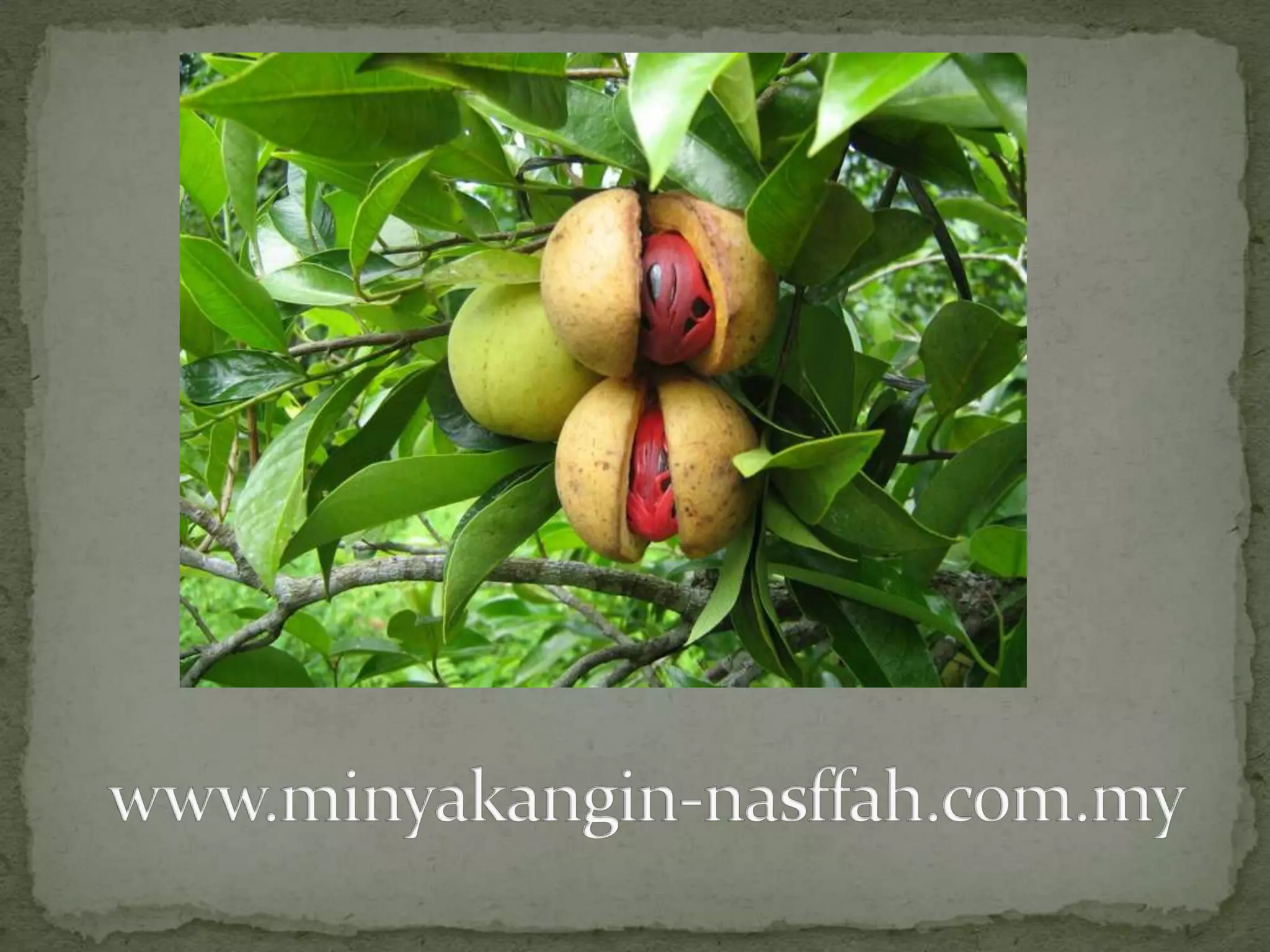 Kebaikan dan manfaat buah pala | PPTX