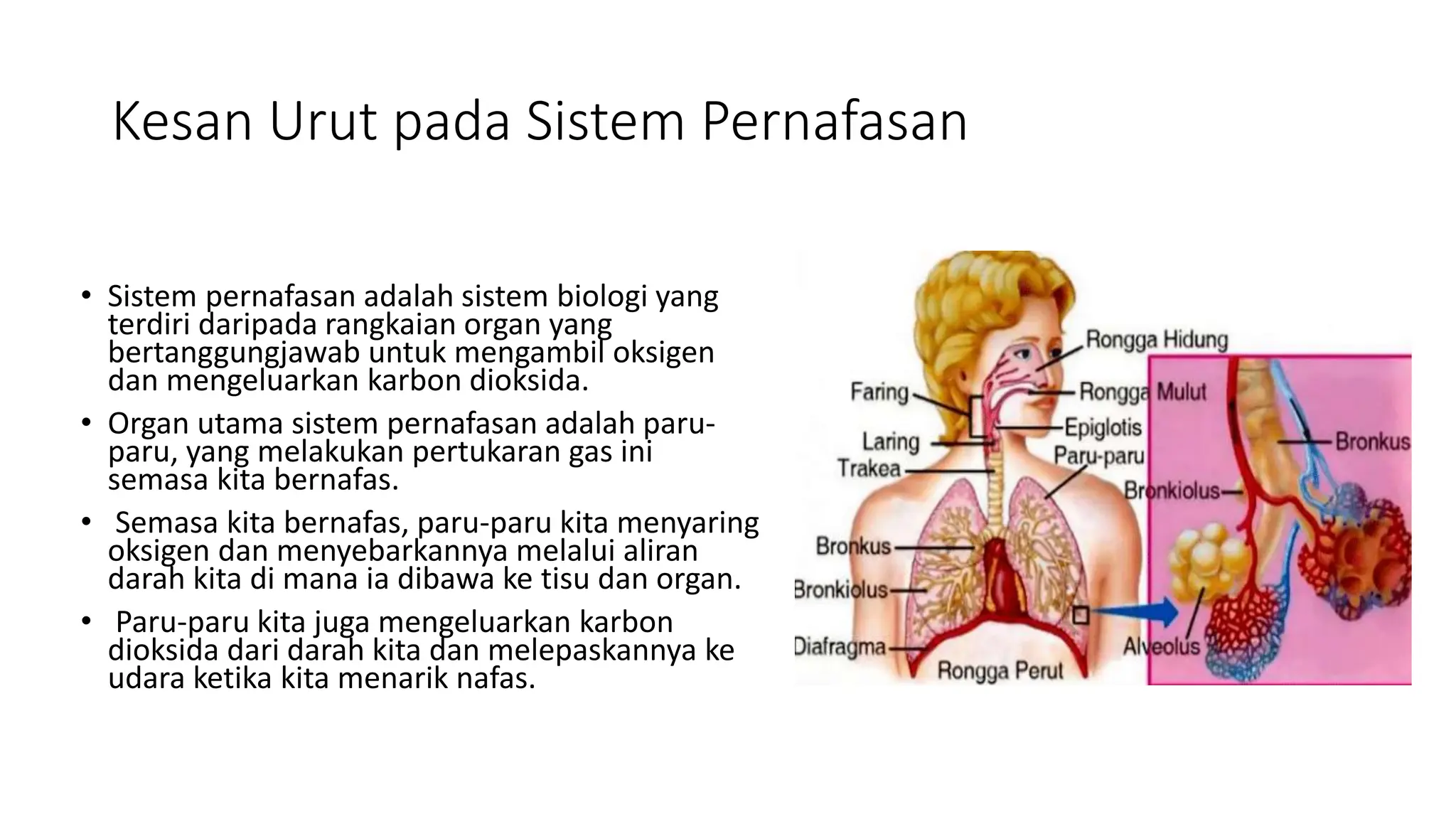 Kebaikan Urutan pada sistem badan dan kepentingann.pptx