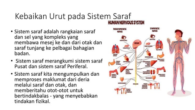 Kebaikan Urutan pada sistem badan dan kepentingann.pptx