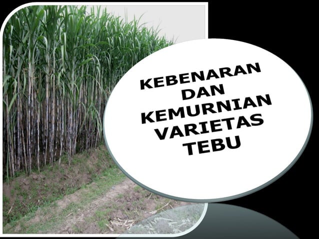 Kebenaran & Kemurnian Varietas Tebu | PPT
