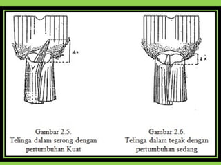 Kebenaran & Kemurnian Varietas Tebu | PPT